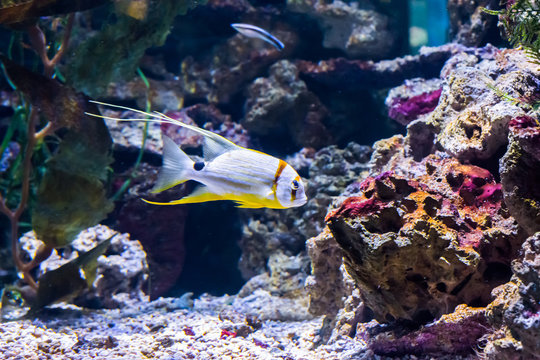 รูปภาพAnglefish – เลือกดูภาพถ่ายสต็อก เวกเตอร์ และวิดีโอ172 | Adobe Stock