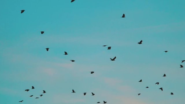 "Birds Flock" Immagini - Sfoglia 1,678 foto, vettoriali e video Stock ...