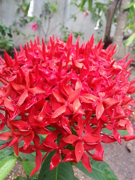 Chethi Images – Browse 26 Stock Photos, Vectors, and Video | Adobe Stock