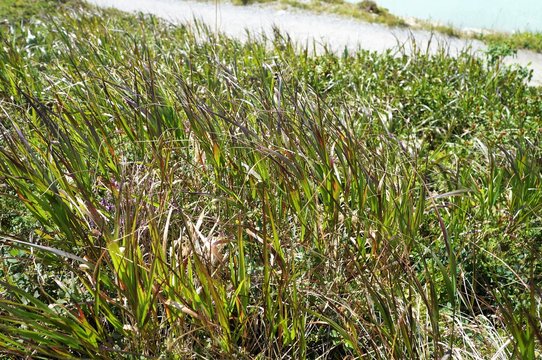 Rinsal Bilder – Durchsuchen 86 Archivfotos, Vektorgrafiken und Videos ...