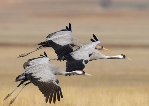 Schnacke Bilder – Durchsuchen 6,288 Archivfotos, Vektorgrafiken und ...
