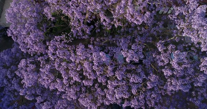 Jacaranda Images – Browse 7,577 Stock Photos, Vectors, and Video ...