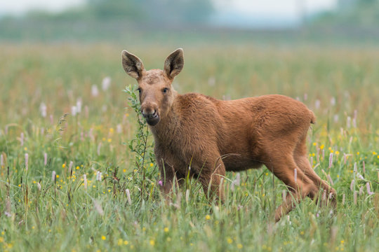 Cute Baby Moose