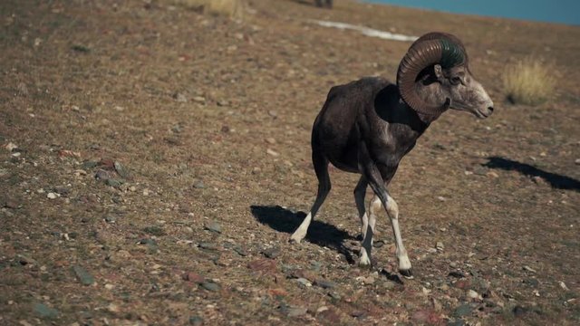 Tibetan Argali