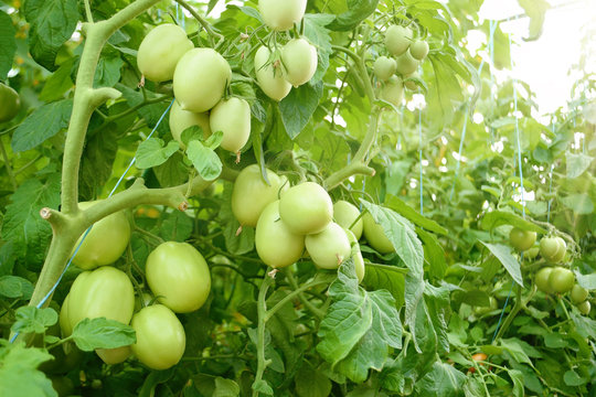 Strauchtomate Bilder – Durchsuchen 40,484 Archivfotos, Vektorgrafiken ...