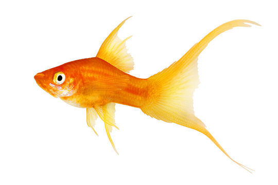 Sword-Tail Images – Browse 61 Stock Photos, Vectors, and Video | Adobe ...