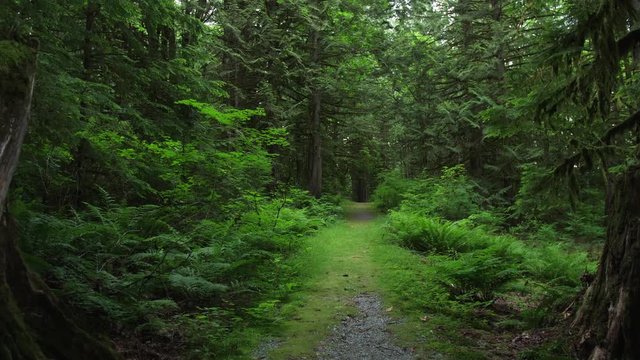 "Overgrown Path" Images – Browse 85 Stock Photos, Vectors, and Video ...