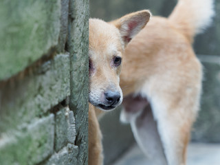 Closeup of Alert Yellow Dog Standing Outdoors - Download Free Image ...