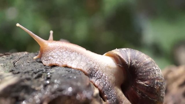 Bayuko-Bilder: Stock-Fotos & -Videos. | Adobe Stock