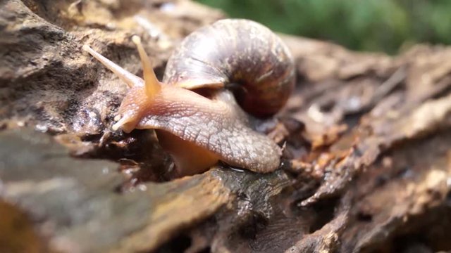 Bayuko-Bilder: Stock-Fotos & -Videos. | Adobe Stock