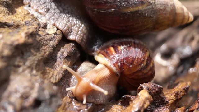 Bayuko-Bilder: Stock-Fotos & -Videos. | Adobe Stock