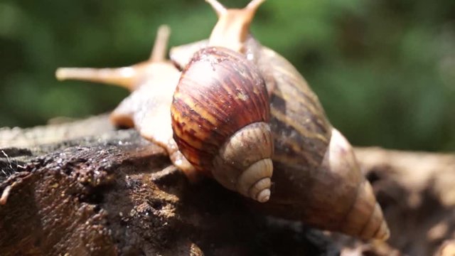 Bayuko-Bilder: Stock-Fotos & -Videos. | Adobe Stock