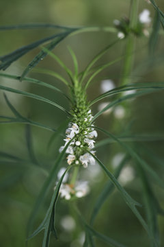 Ocimen Bilder – Durchsuchen 59 Archivfotos, Vektorgrafiken und Videos ...