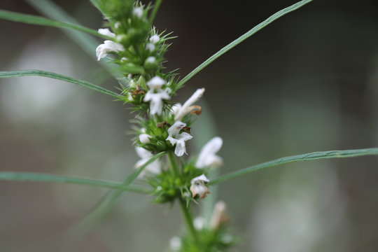 Ocimen Bilder – Durchsuchen 59 Archivfotos, Vektorgrafiken und Videos ...