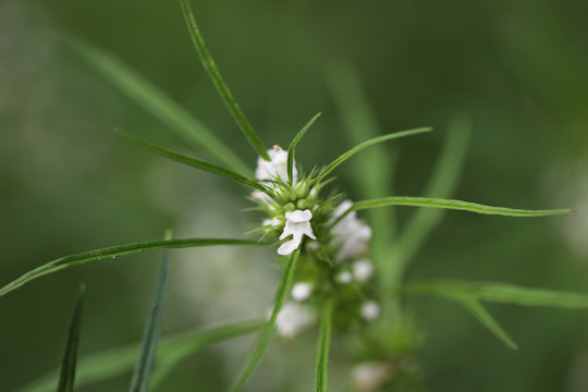 Ocimen Bilder – Durchsuchen 59 Archivfotos, Vektorgrafiken und Videos ...