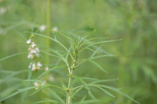 Ocimen Bilder – Durchsuchen 59 Archivfotos, Vektorgrafiken und Videos ...