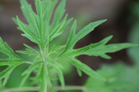 Ocimen Bilder – Durchsuchen 59 Archivfotos, Vektorgrafiken und Videos ...