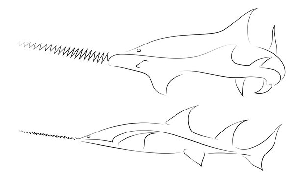 Imágenes de Pristidae: descubre bancos de fotos, ilustraciones ...