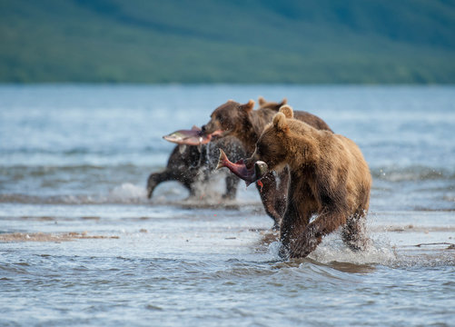 รูปภาพDocile – เลือกดูภาพถ่ายสต็อก เวกเตอร์ และวิดีโอ8,461 | Adobe Stock