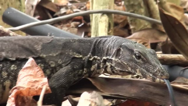 Biawak Bilder – Durchsuchen 54 Archivfotos, Vektorgrafiken und Videos ...