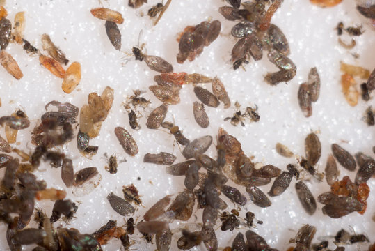 รูปภาพLouse – เลือกดูภาพถ่ายสต็อก เวกเตอร์ และวิดีโอ15,399 | Adobe Stock