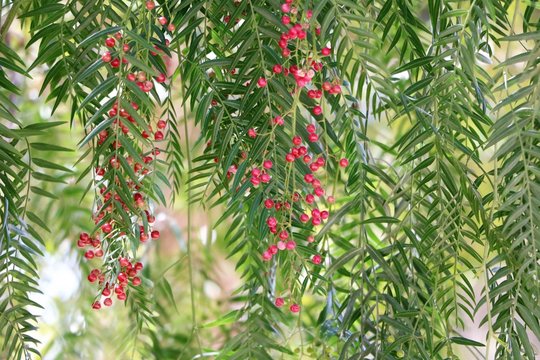 Imágenes de Molle: descubre bancos de fotos, ilustraciones, vectores y ...