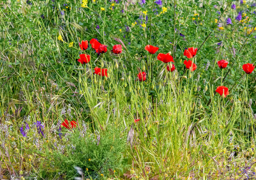 Capuyo bilder – Bläddra bland 65 stockfoton, vektorer och videor ...