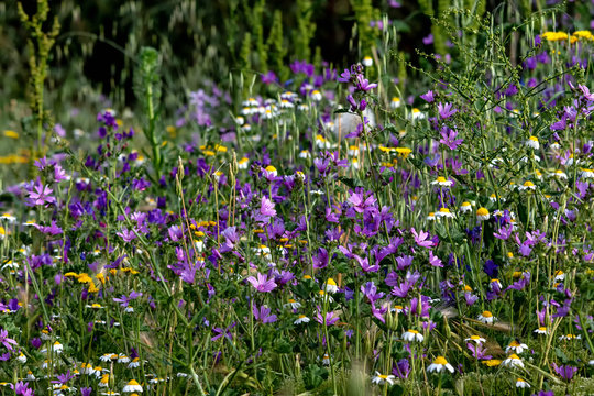 Capuyo bilder – Bläddra bland 65 stockfoton, vektorer och videor ...