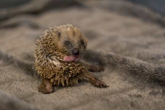 Herisson Bilder – Durchsuchen 547 Archivfotos, Vektorgrafiken und ...