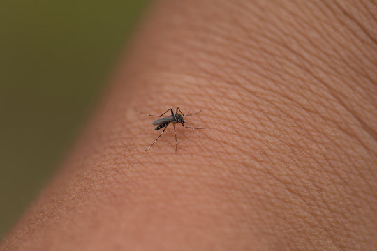 รูปภาพMosqito – เลือกดูภาพถ่ายสต็อก เวกเตอร์ และวิดีโอ96 | Adobe Stock