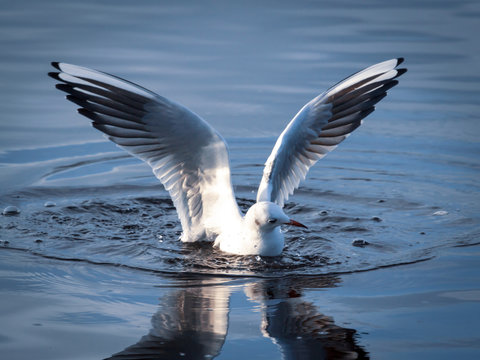 「Gull-Wing」の写真素材 | 274件の無料イラスト画像 | Adobe Stock
