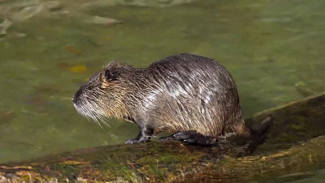 「Castorimorpha」の画像 - 70 件の Stock 写真、ベクターおよびビデオ | Adobe Stock