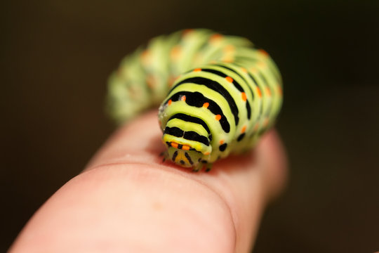 รูปภาพWurm – เลือกดูภาพถ่ายสต็อก เวกเตอร์ และวิดีโอ7,227 | Adobe Stock