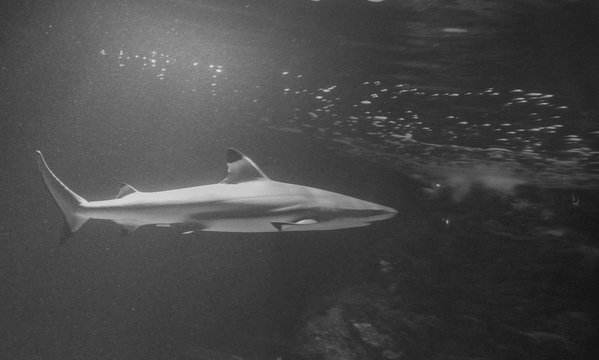 Haifischflosse-Bilder: Stock-Fotos & -Videos. | Adobe Stock