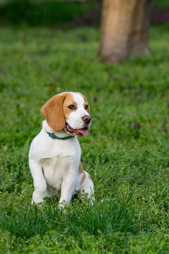 รูปภาพ"The Dog" – เลือกดูภาพถ่ายสต็อก เวกเตอร์ และวิดีโอ843 | Adobe Stock