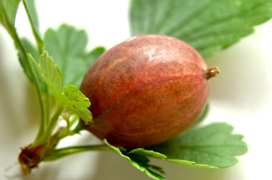 Groselha Images – Browse 387 Stock Photos, Vectors, and Video | Adobe Stock