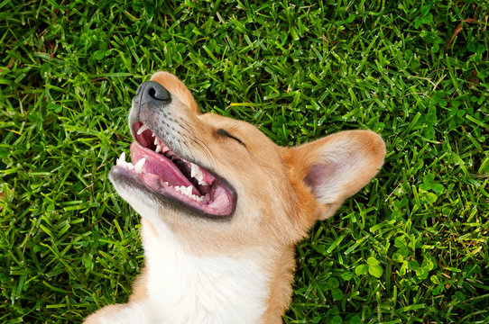 Free Dog Images – Browse 14,393 Free Stock Photos, Vectors, and Video ...