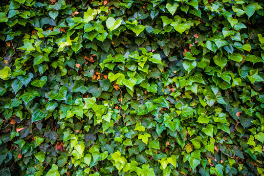 Imágenes de Matojo: descubre bancos de fotos, ilustraciones, vectores y ...