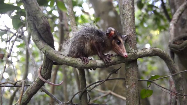 Didelphinae Images – Browse 17 Stock Photos, Vectors, and Video | Adobe ...