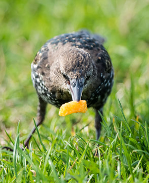 รูปภาพScavenge – เลือกดูภาพถ่ายสต็อก เวกเตอร์ และวิดีโอ29,886 | Adobe Stock
