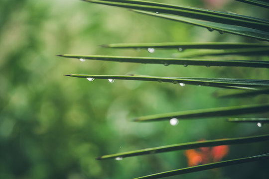 Ruisselet Images – Browse 42 Stock Photos, Vectors, and Video | Adobe Stock