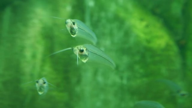 Kryptopterus bilder – Bläddra bland 147 stockfoton, vektorer och videor ...