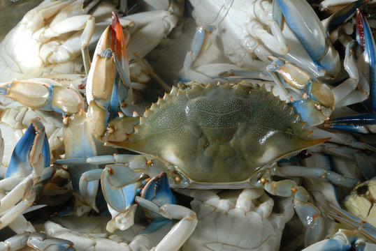 Jaiba Images – Browse 6 Stock Photos, Vectors, and Video | Adobe Stock