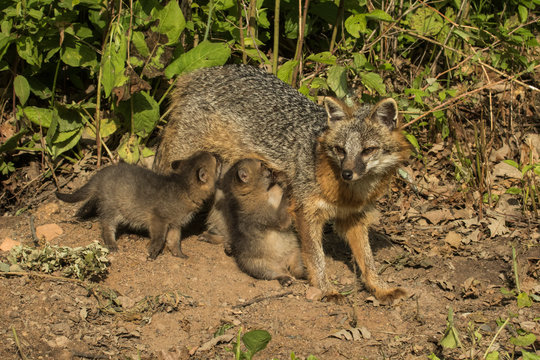 "Mother Fox" Images – Browse 94 Stock Photos, Vectors, and Video ...