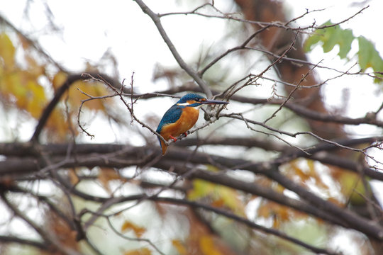 Otterrute Bilder – Durchsuchen 103 Archivfotos, Vektorgrafiken und ...