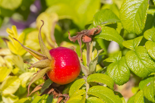 Cynorhodon Bilder – Durchsuchen 124 Archivfotos, Vektorgrafiken und ...