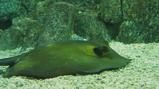 Imagens de Batoidea – Explore Fotografias do Stock, Vetores e Vídeos de ...