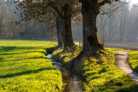 Eschenbaum Bilder – Durchsuchen 79,191 Archivfotos, Vektorgrafiken und ...
