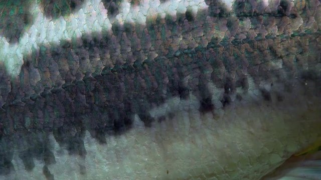 "Giant Snakehead" Images – Browse 168 Stock Photos, Vectors, and Video ...