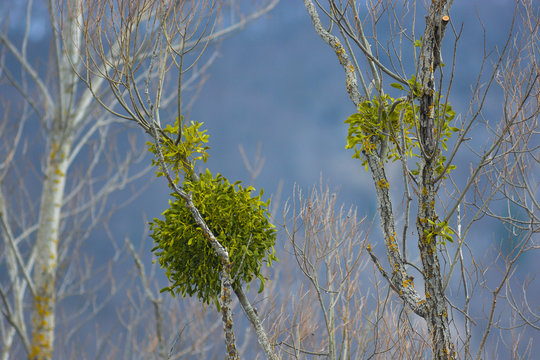 Vischio-Bilder: Stock-Fotos & -Videos. | Adobe Stock